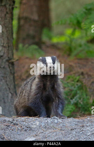 Adult Badger in the Forest of Dean Stock Photo - Alamy