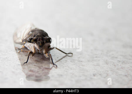 cigarra Reino: Animalia Filo: Arthropoda Classe: Insecta Ordem ...