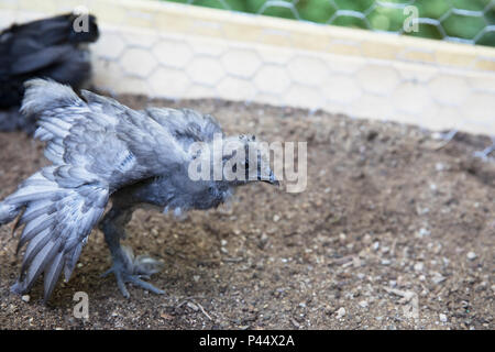 Chicken stretching its' wings Stock Photo - Alamy
