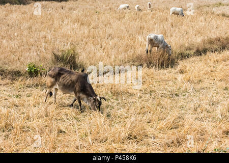 A group of bull & cow grazing paddy straw on paddy field after ...