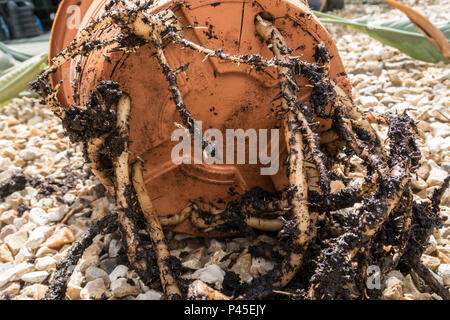 Roots forcing out of the bottom of a pot of an overgrown strelitzia ...