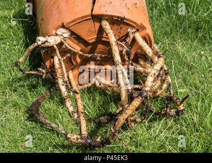 Roots forcing out of the bottom of a pot of an overgrown strelitzia ...