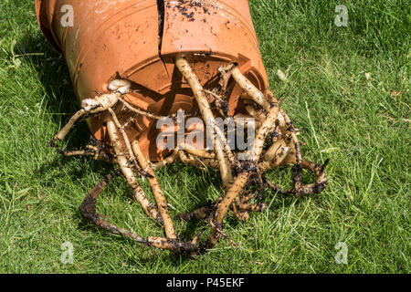 Roots forcing out of the bottom of a pot of an overgrown strelitzia ...
