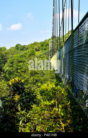 Nature Trail Boardwalk, Steps and Tree Top Walk Stock Photo - Alamy