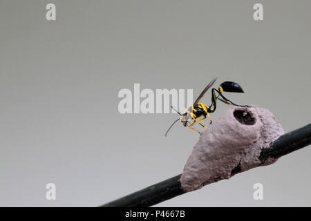 Belém, Pará, Brasil - 15/07/2014. Marimbondo, inseto himenóptero da ...