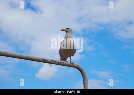 A white seagull perched on a metal piece on the sea in summer Stock ...