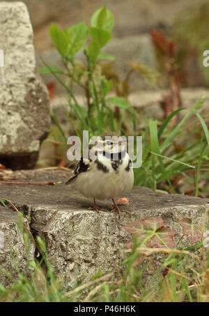 Forest Wagtail (Dendronanthus indicus) adult, foraging in arable field ...