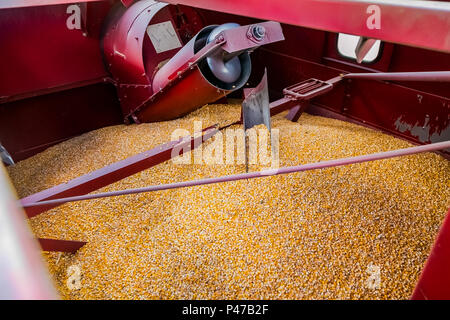 Inside Commercial Maize farming combine harvester Stock Photo - Alamy