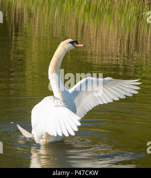 Mute swan stretching its wings Stock Photo - Alamy