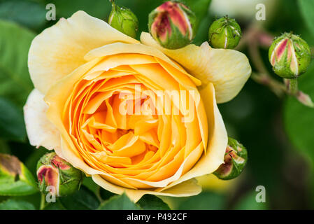 Rosa ‘The pilgrim’ / Auswalker. English Climbing Rose Stock Photo - Alamy