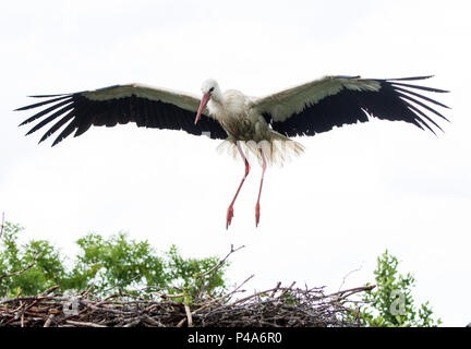 Hamburg, Germany. 21st June, 2018. Stork father Fiete standing on a ...
