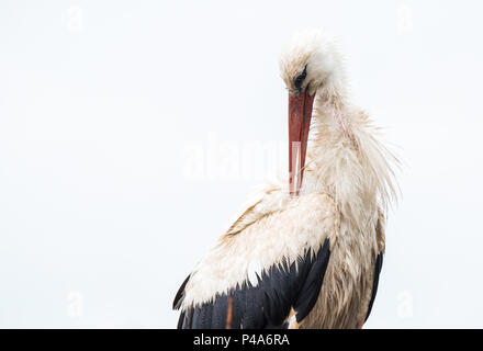 Hamburg, Germany. 21st June, 2018. Stork father Fiete feeding his ...