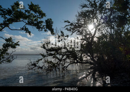 Storm battered mangrove forest along Florida Bay, Everglades National ...