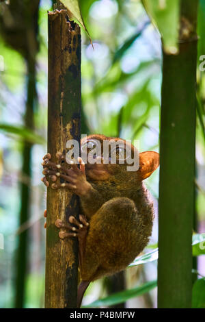 Endangered Tarsier in Bohol Tarsier sanctuary, Cebu, Philippines. Cute ...