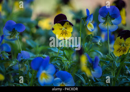 Beautiful pancy flower in the garden Stock Photo - Alamy