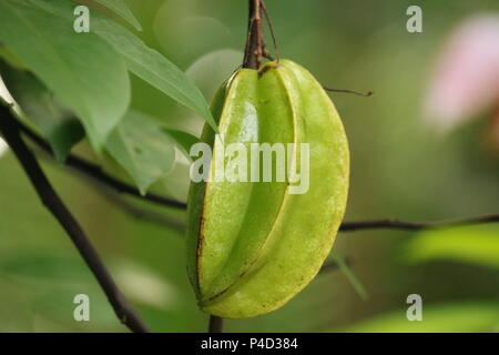Star Fruit, Kambaranka, Balimbing Stock Photo - Alamy