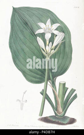 5 1506 Proiphys cunninghamii Stock Photo - Alamy