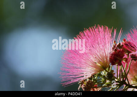 pink flower of the Acacia tree of Constantinople Stock Photo - Alamy