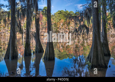 Caddo Lake State Park with Bald Cypress Trees in Harrison and Marion ...