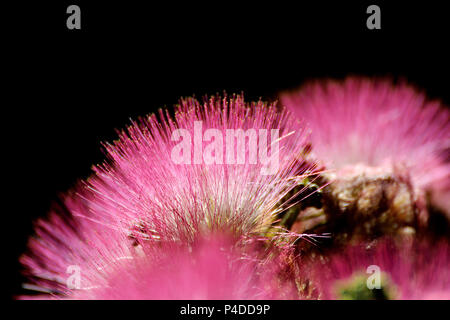 pink flower of the Acacia tree of Constantinople Stock Photo - Alamy