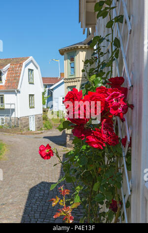 Climbing rose on a house wall Stock Photo - Alamy
