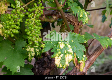 grape vine protection, treating plants with fungicides and insecticides ...