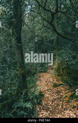 Narrow dirt road in the middle of the mountain, Cantabria, Spain Stock ...