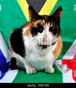 Cute multi-coloured cat Stock Photo - Alamy