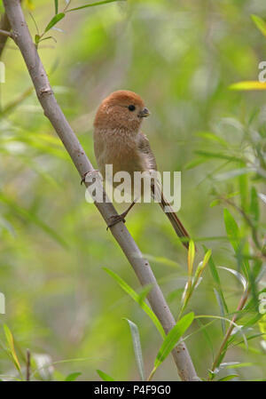 Vinous-throated Parrotbill (Paradoxornis webbianus mantschuricus) adult ...