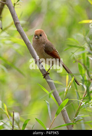 Vinous-throated Parrotbill (Paradoxornis webbianus mantschuricus) adult ...