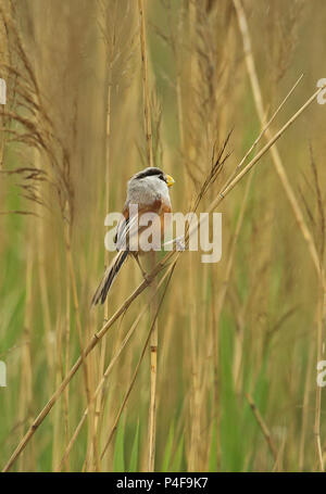 Reed Parrotbill (Paradoxornis heudei) perched on top of a reed stem in ...