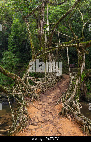 Living roots bridge near Riwai village, Cherrapunjee, Meghalaya, India ...