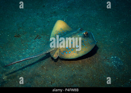 Blue spotted stingray near Bali island Stock Photo - Alamy