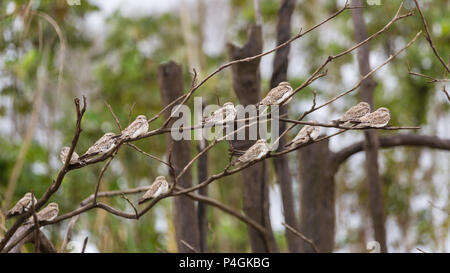 Sand-colored Nighthawks (Chordeiles rupestris) resting on a tree trunk ...