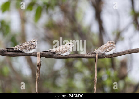 Sand-colored Nighthawks (Chordeiles rupestris) resting on a tree trunk ...