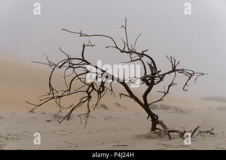 Cursed tree in the sea fog on Namibia's Skeleton coast, southern Africa ...