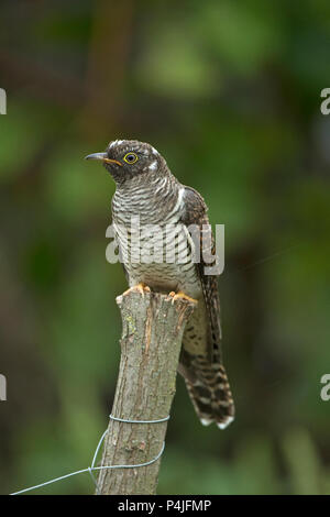 Common Cuckoo (Cuculus canorus canorus) immature foraging for flying ...