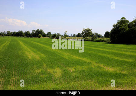 Rice field near Pavia, Pavia, Lombardy, Italy Stock Photo - Alamy