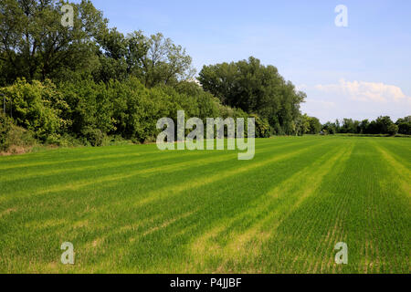 Rice field near Pavia, Pavia, Lombardy, Italy Stock Photo - Alamy