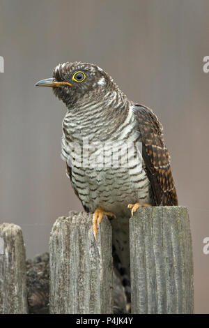 Common Cuckoo (Cuculus canorus canorus) immature on short grass eating ...