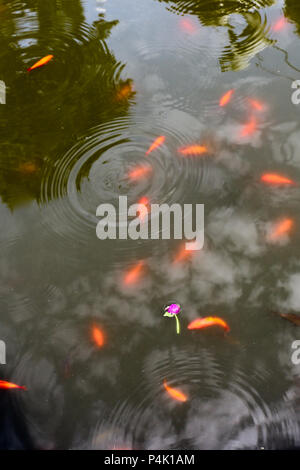 Beautiful colorful fish swım in the pond Stock Photo - Alamy