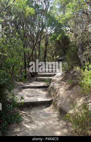 Bushwalking in Blue Mountains. Summer in Australia Stock Photo - Alamy