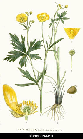 . 9 159 Ranunculus acris Stock Photo - Alamy