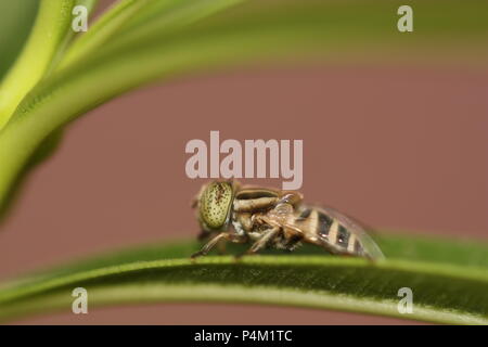 A close-up shot of an Asiatic honey bee on white flowers in a garden ...