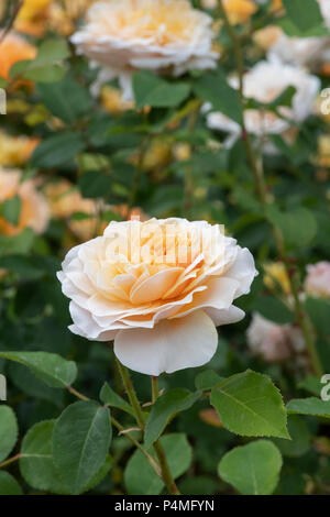 Rosa English Garden / Ausbuff. Old English Shrub Rose Stock Photo - Alamy