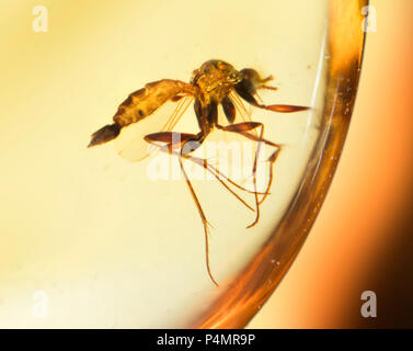 Trapped fly insects in Burmese amber Stock Photo - Alamy