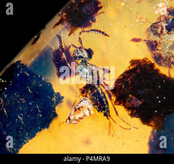 Trapped fly insects in Burmese amber Stock Photo - Alamy
