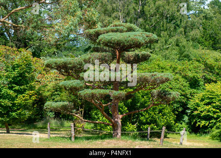 Pine niwaki. Niwaki trees in the landscape design of a Japanese garden ...