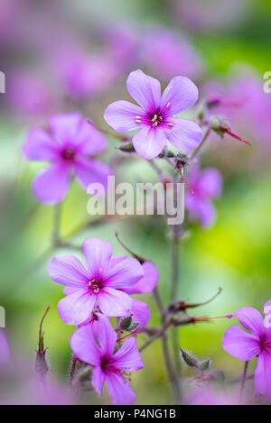A single bloom of herb-robert (Geranium robertianum) lightly dusted ...