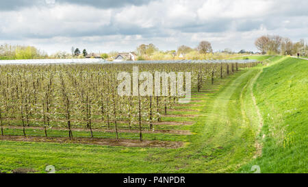 Dutch fruit orchards Holland Stock Photo - Alamy